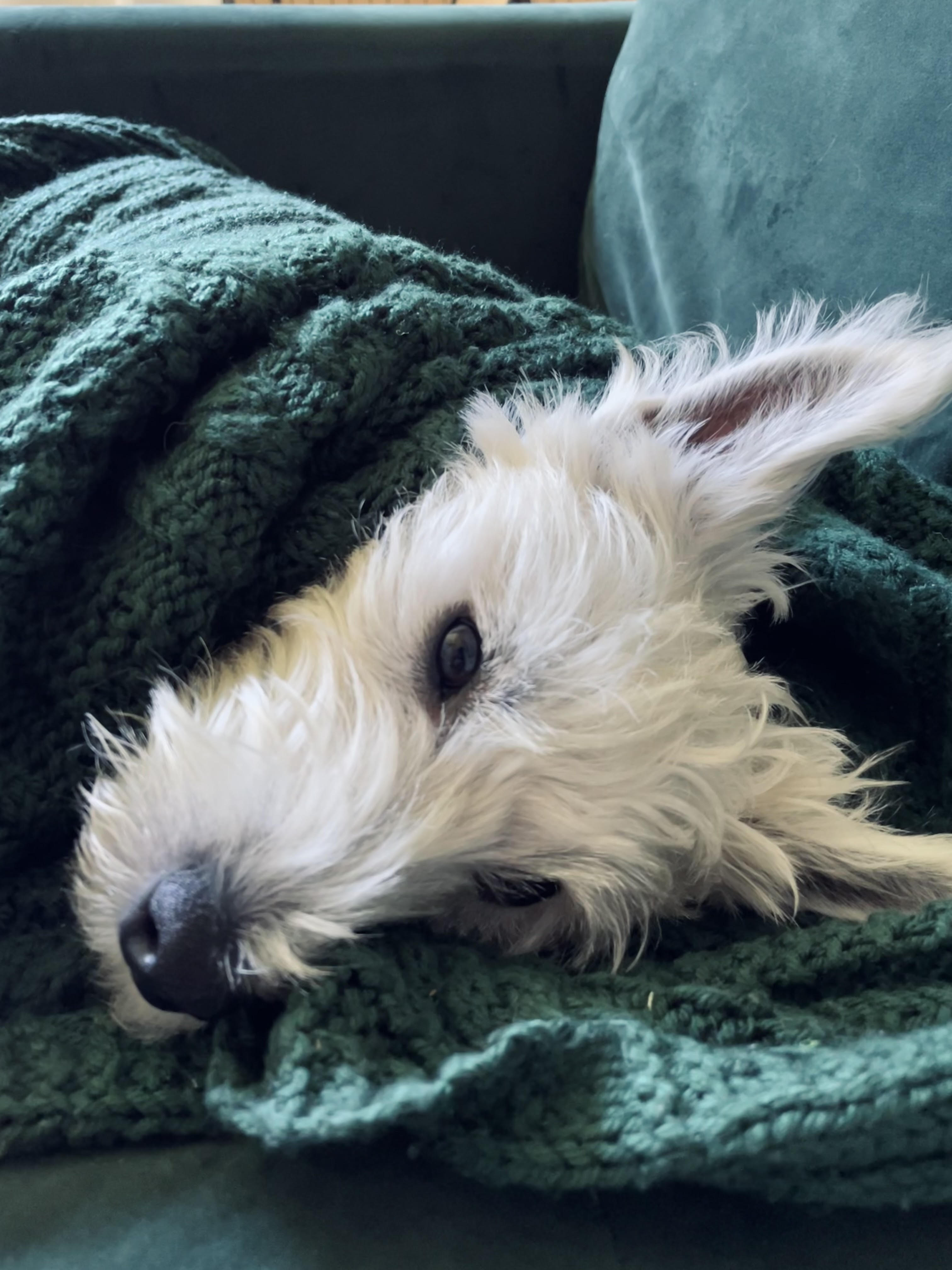 Poe Boy the Dog - Dogsite