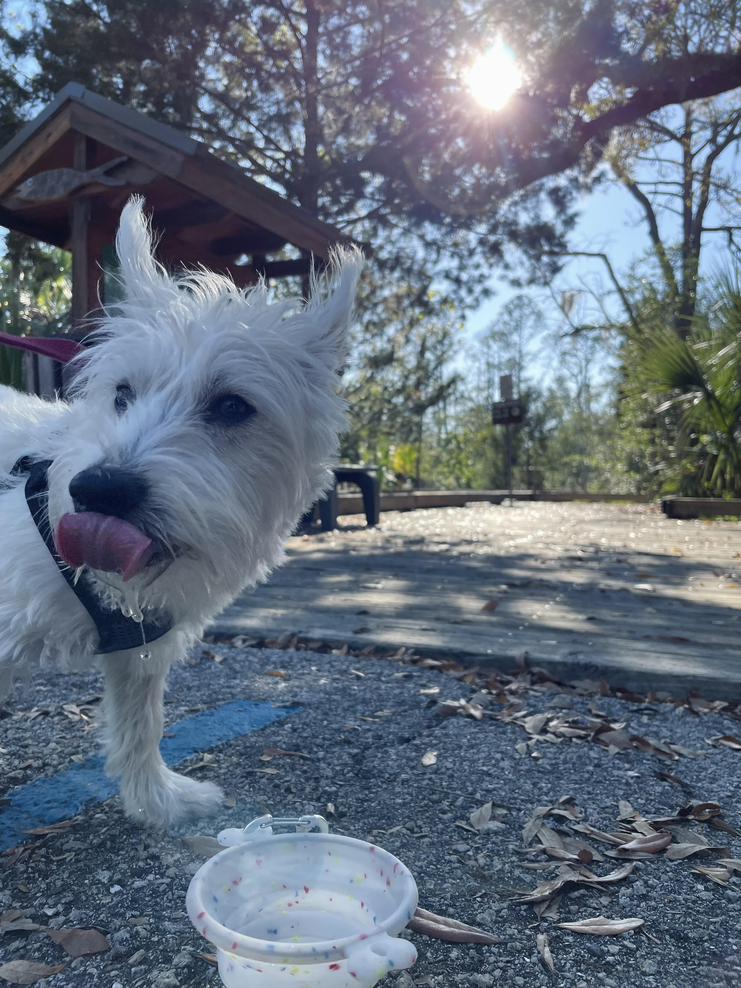 Poe Boy the Dog - Dogsite